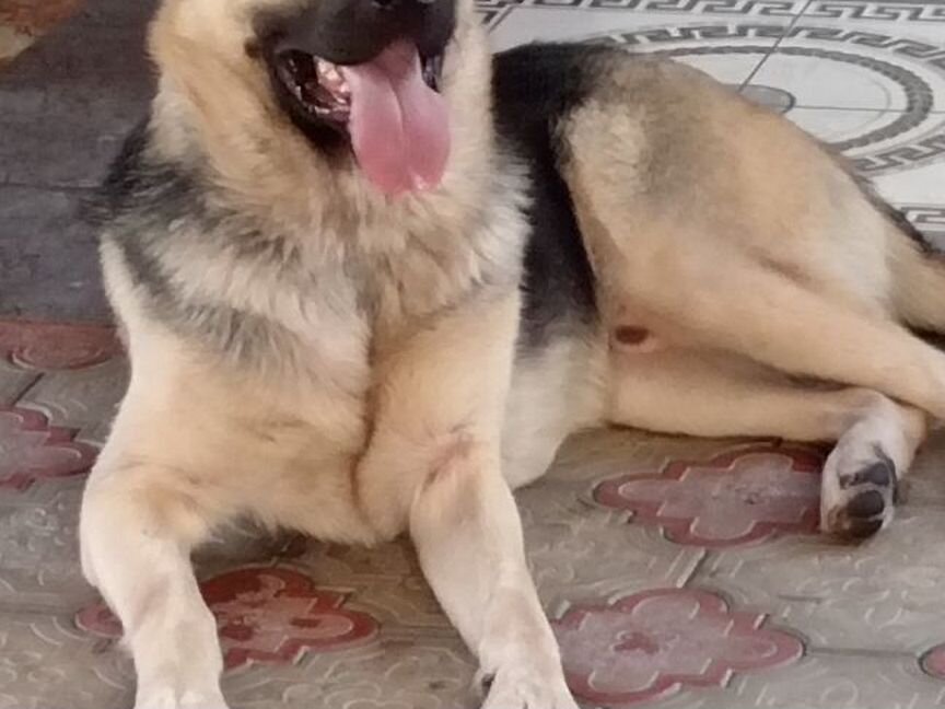 Восточноевропейская овчарка вязка