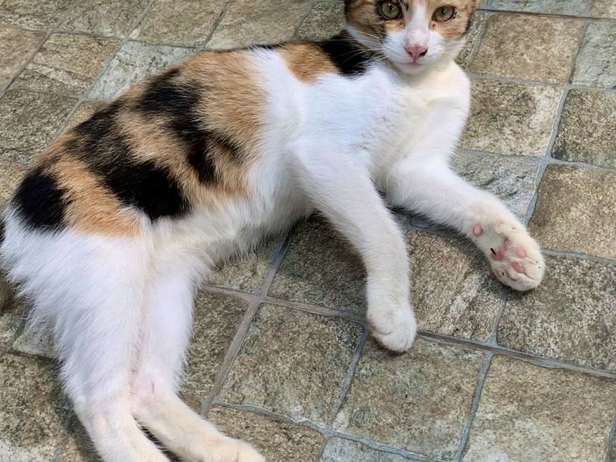 Яркая кошечка в добрые руки