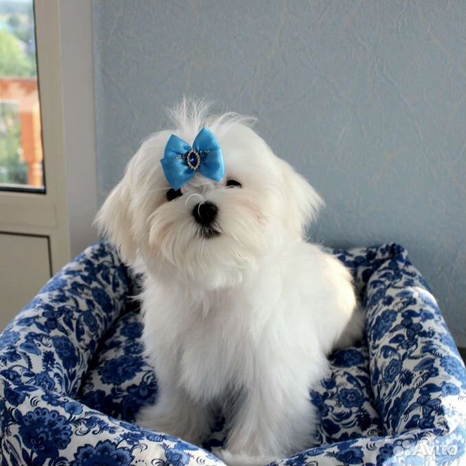 Мальтезе мальчик-красавчик