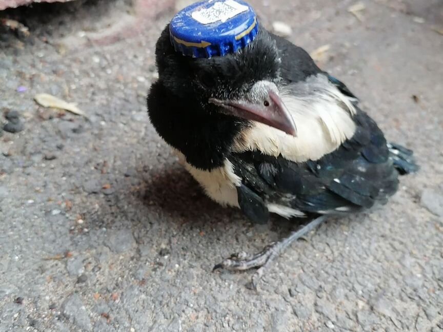 Птенец сороки