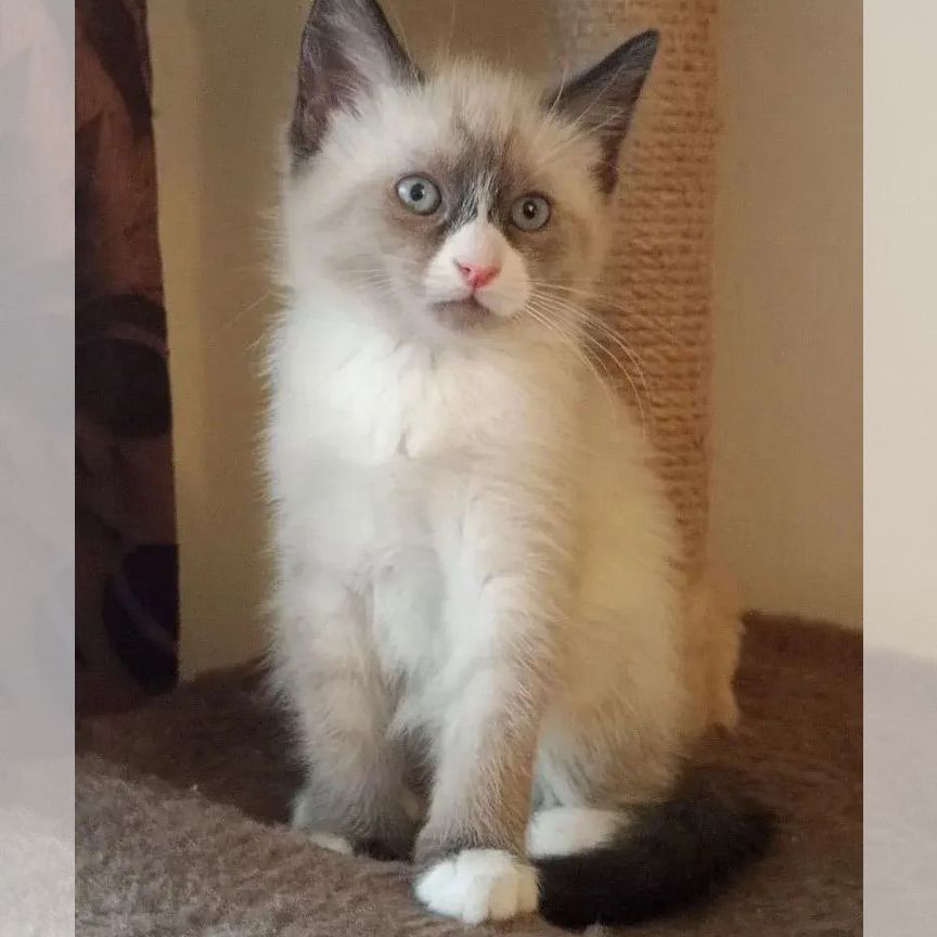 Сноу-Шу котёнок