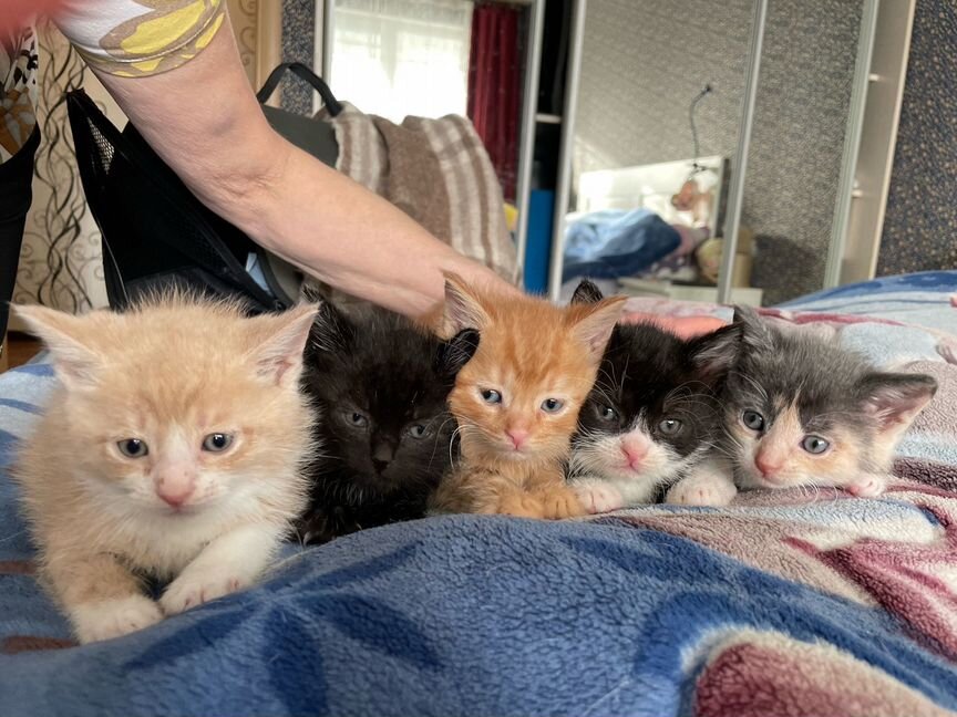 5 сладких котят 1 месяц в дар