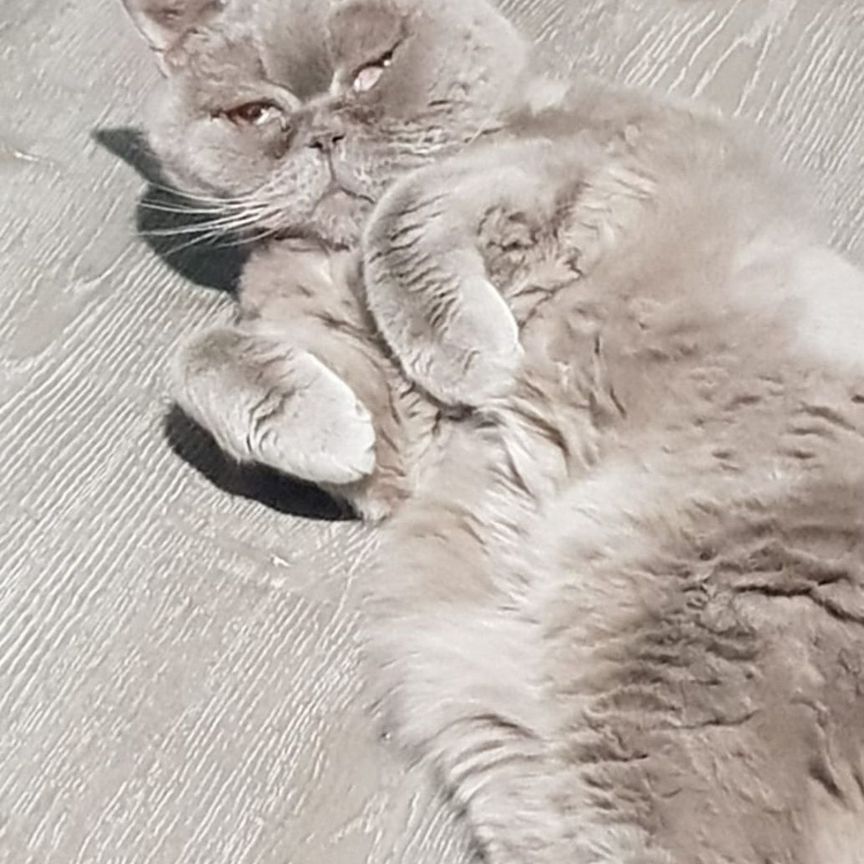 Кот-обормот