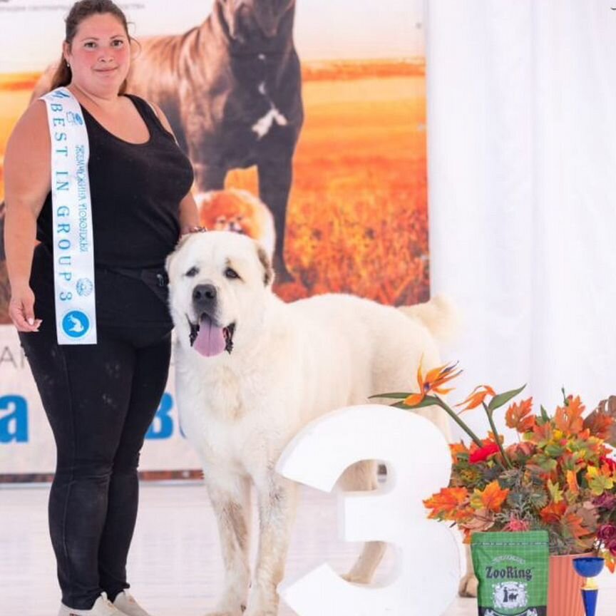 Вязка кобеля сао среднеазиатская овчарка