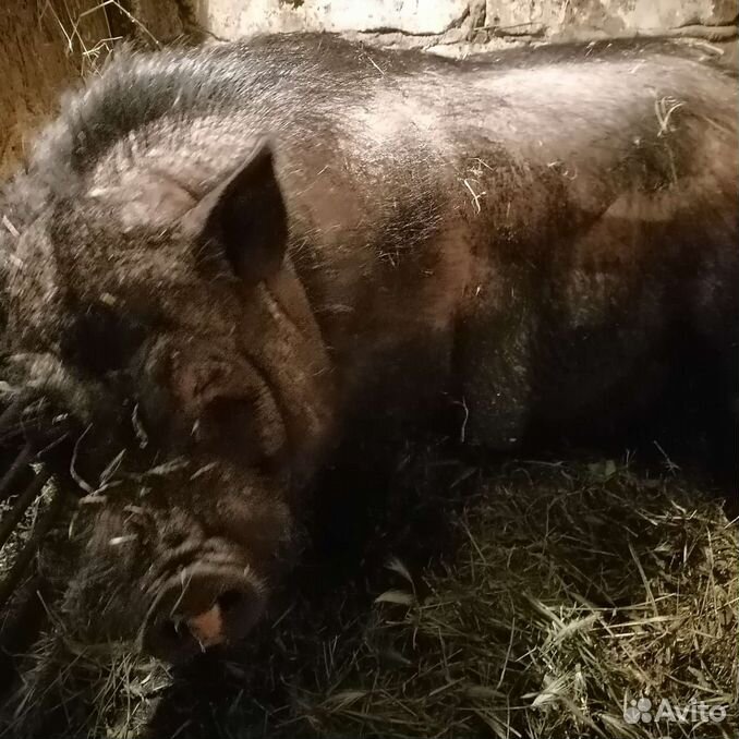 Вьетнамский хряк