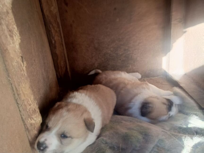 Щенки бигля в помеси с шарпеем