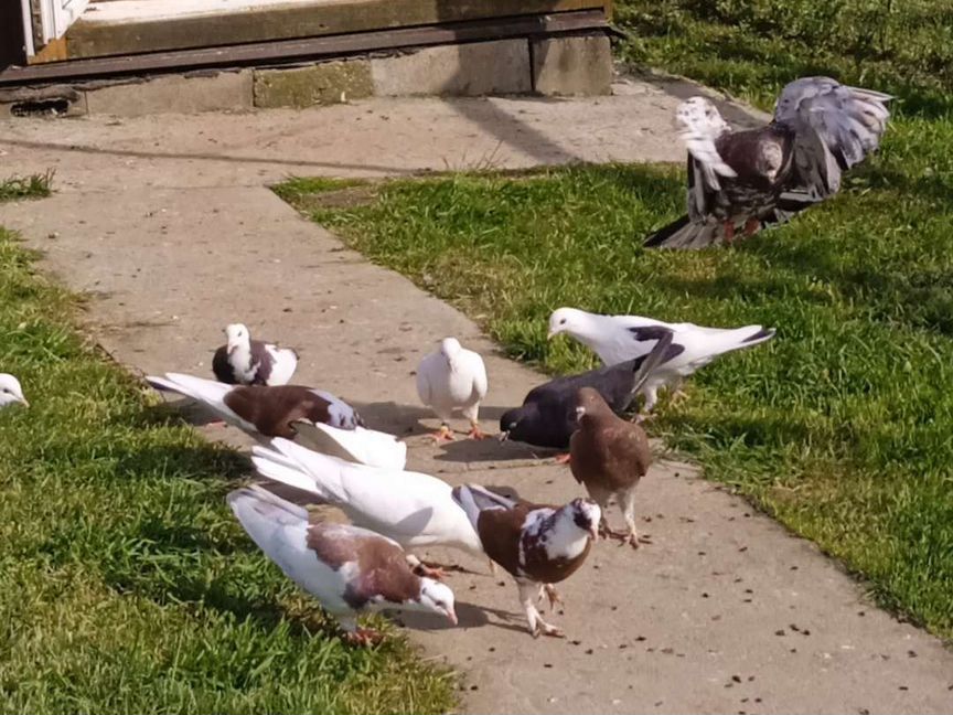 Бойные голуби