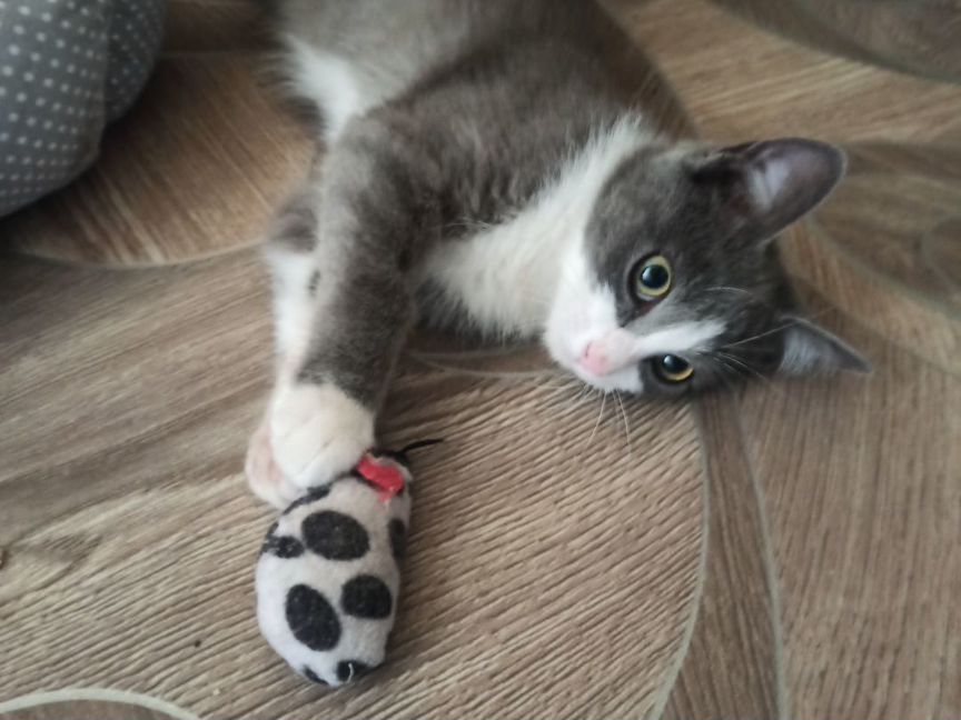 Красивый мальчишка в добрые руки