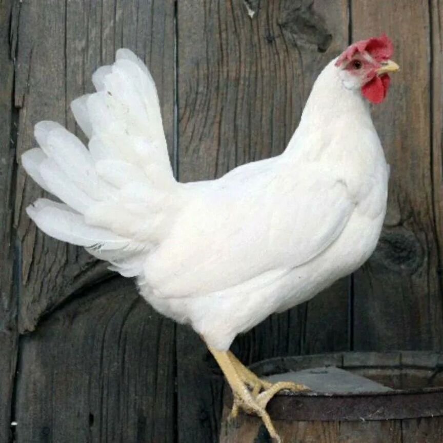 Несушки высокой яйценоскости в каждый дом