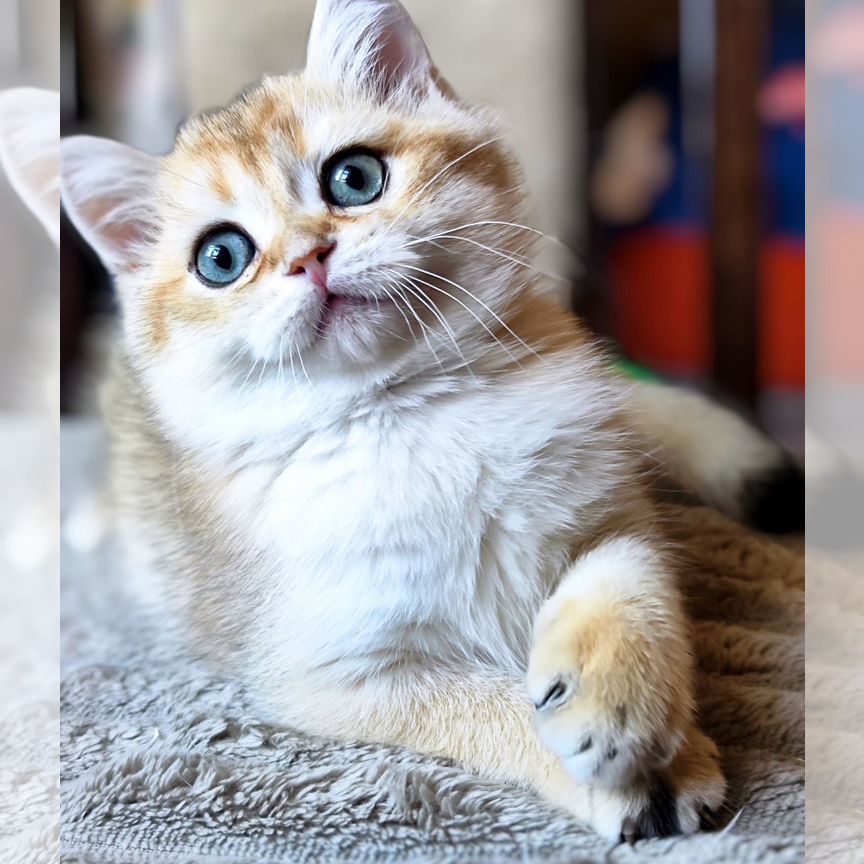 Шотландский прямоухий короткошёрстный котёнок