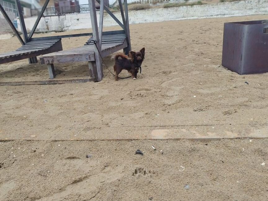 Чихуахуа, той терьеры, пинчеры. Челябинск