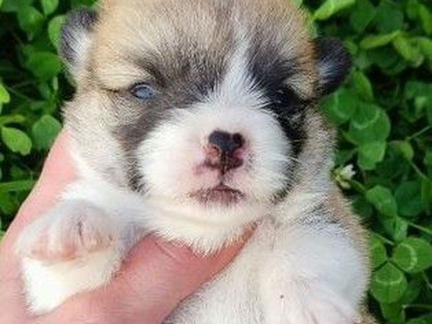 Девочка коржик