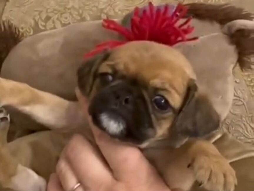 Щенки кавамопса