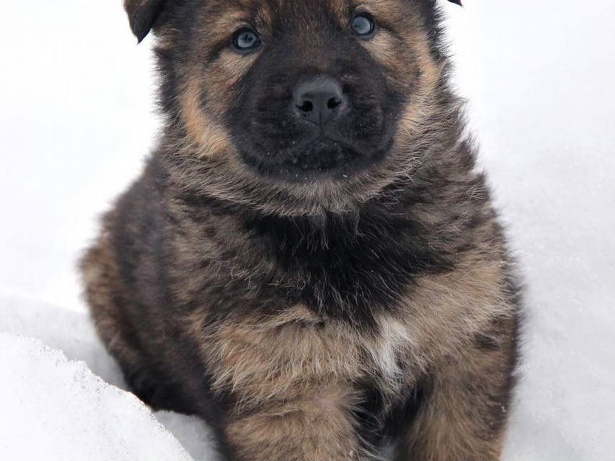 Щенки Пацаны в добрые руки 1,5 -2 месяца