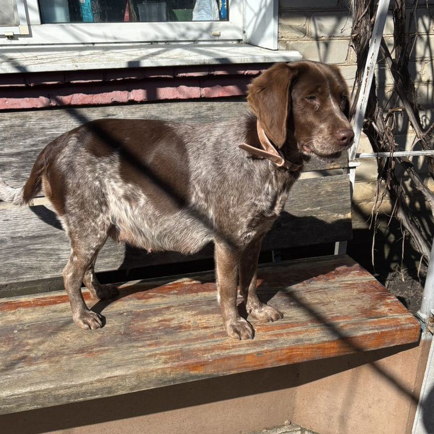 Русский охотничий спаниель, щенок