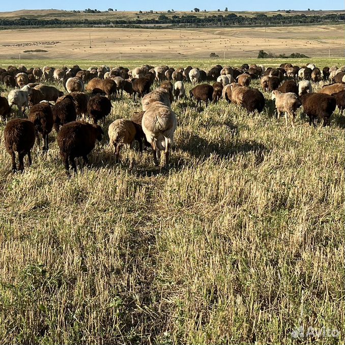 Эдельбаевские и Гисарские бараны