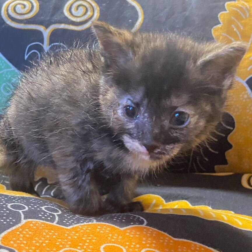 Котята
