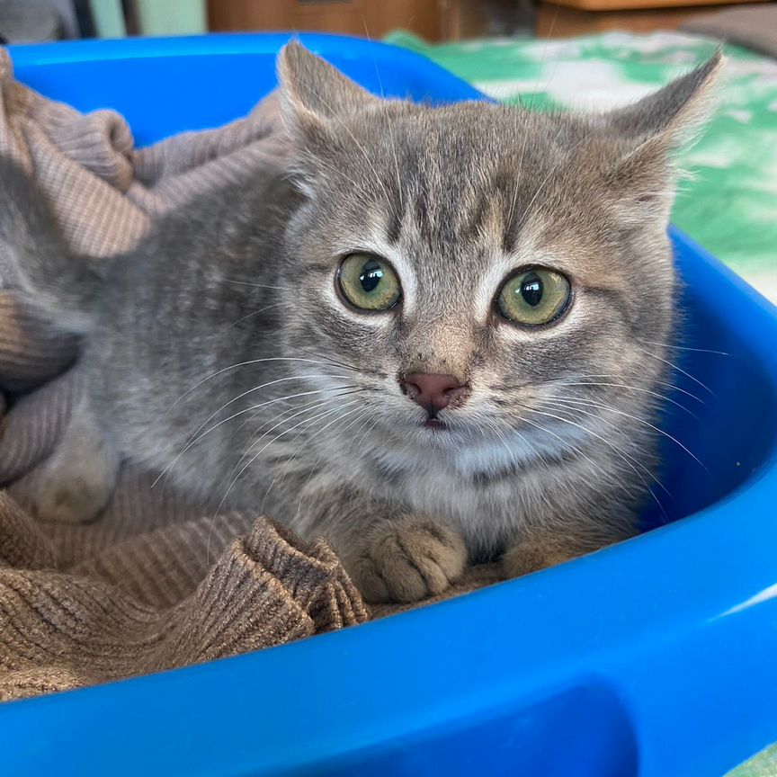 Котенок мальчик