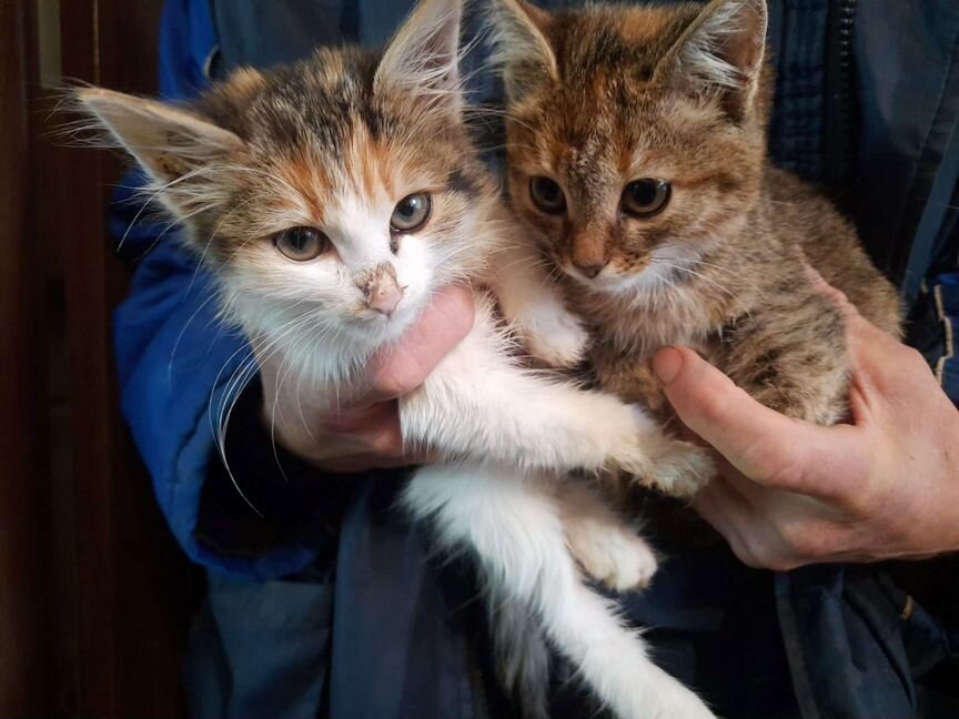Котёнок, котята