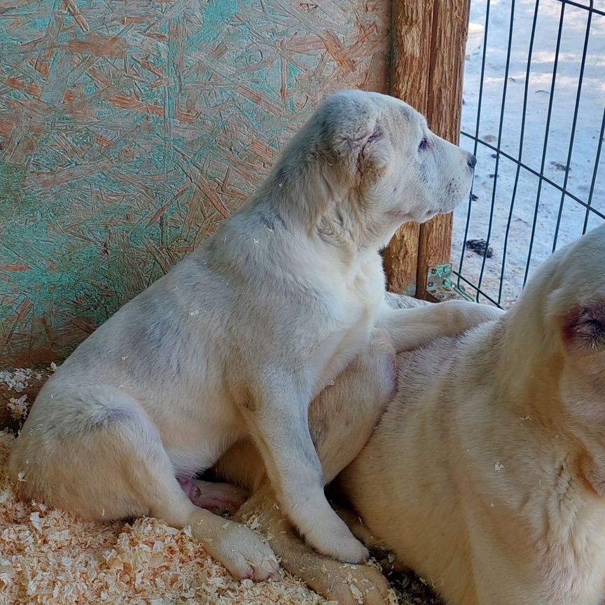 Щенки среднеазиатской овчарки