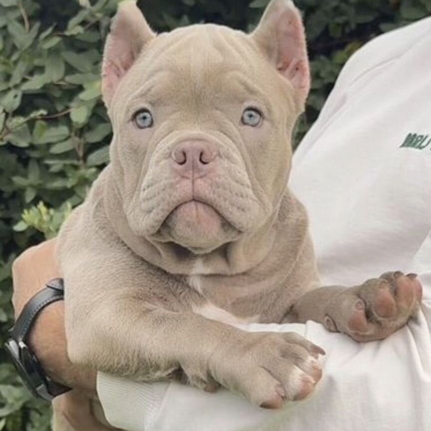 Американский булли, щенок