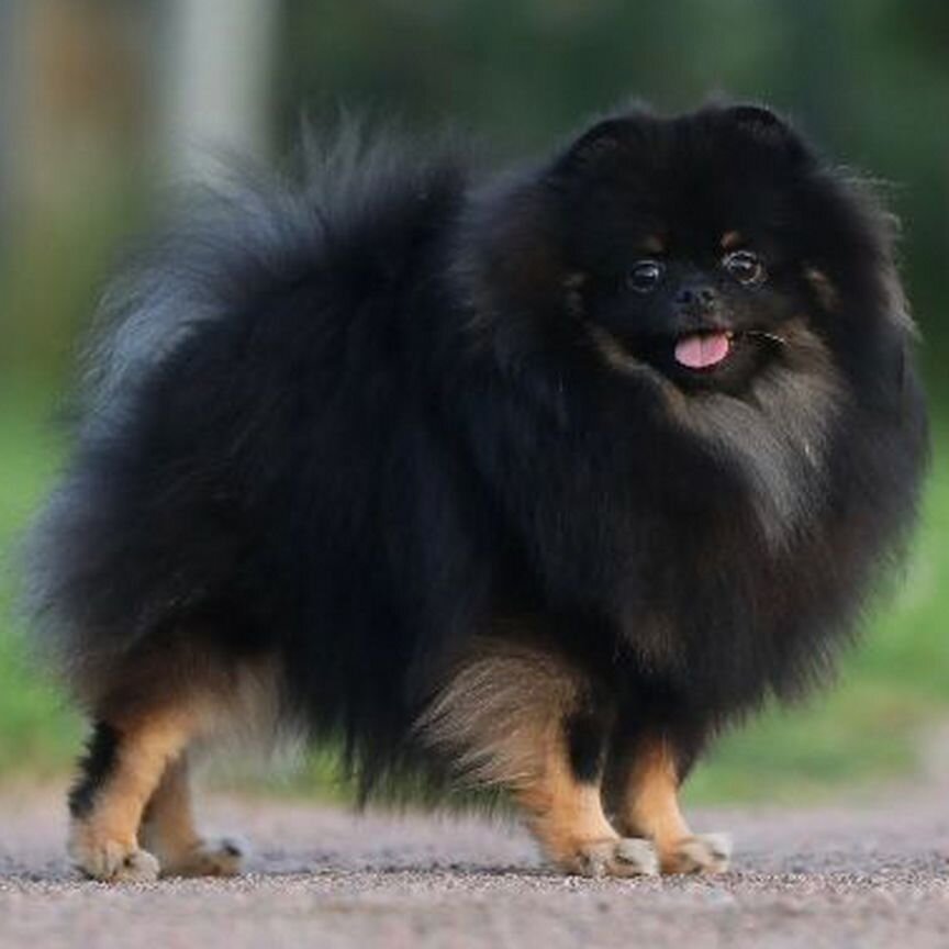 Померанский шпиц, щенок