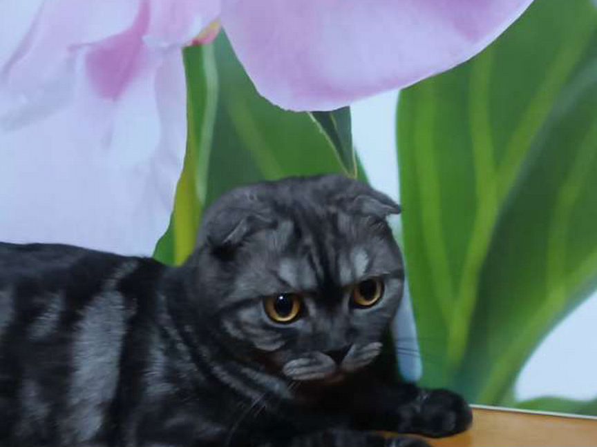 Шотландская вислоухая кошка вязка