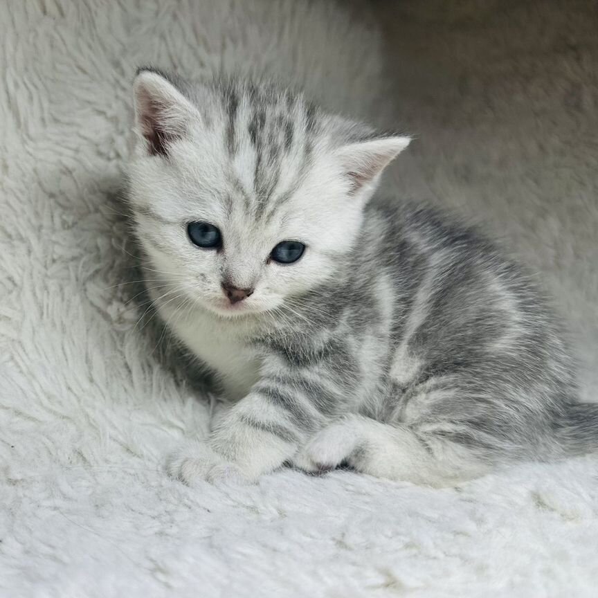 Шотландская шиншилла