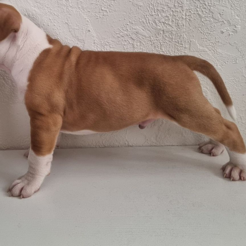 Американский стаффордширский терьер, щенок