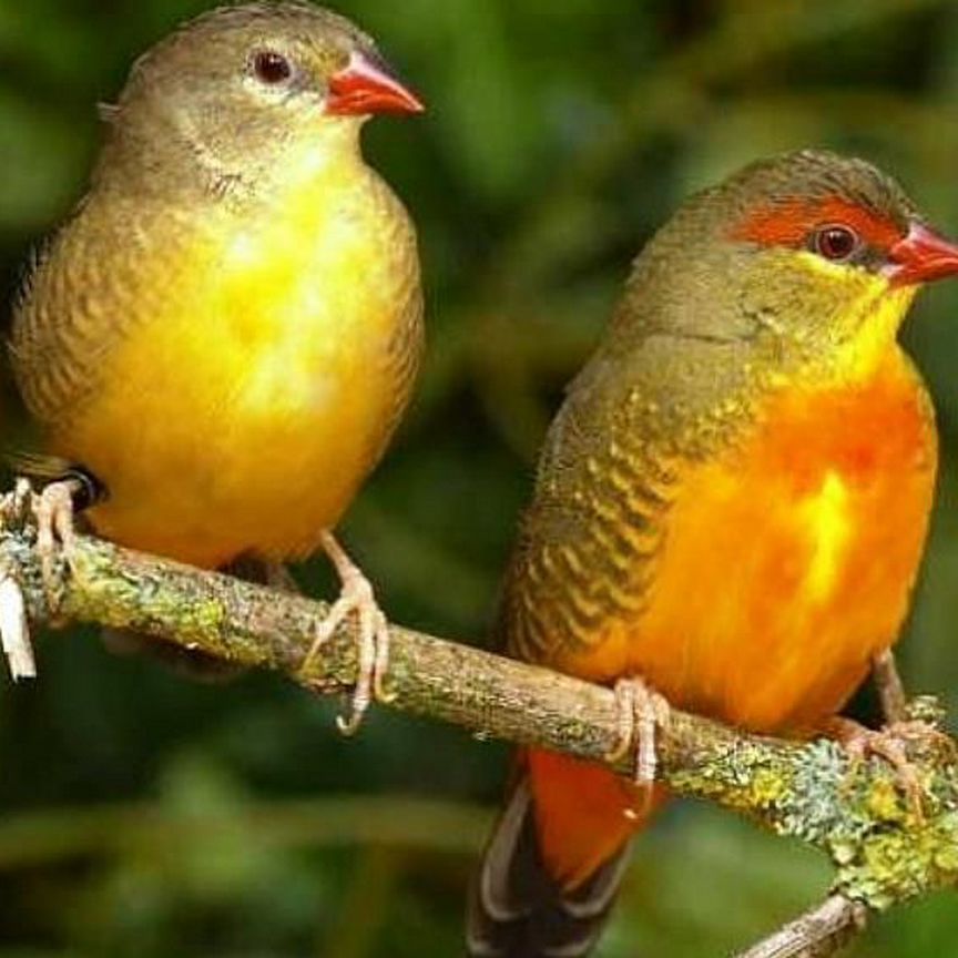 Золотистогрудый астрильд, пара
