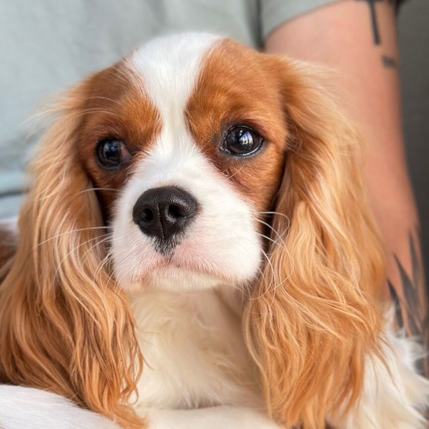 Кавалер кинг чарльз спаниель