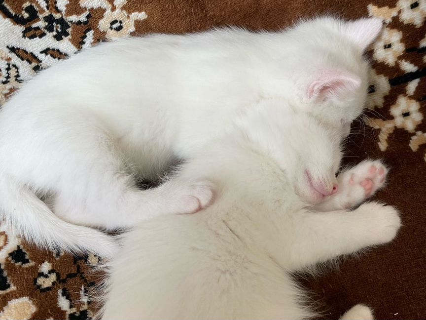 Белоснежные котята