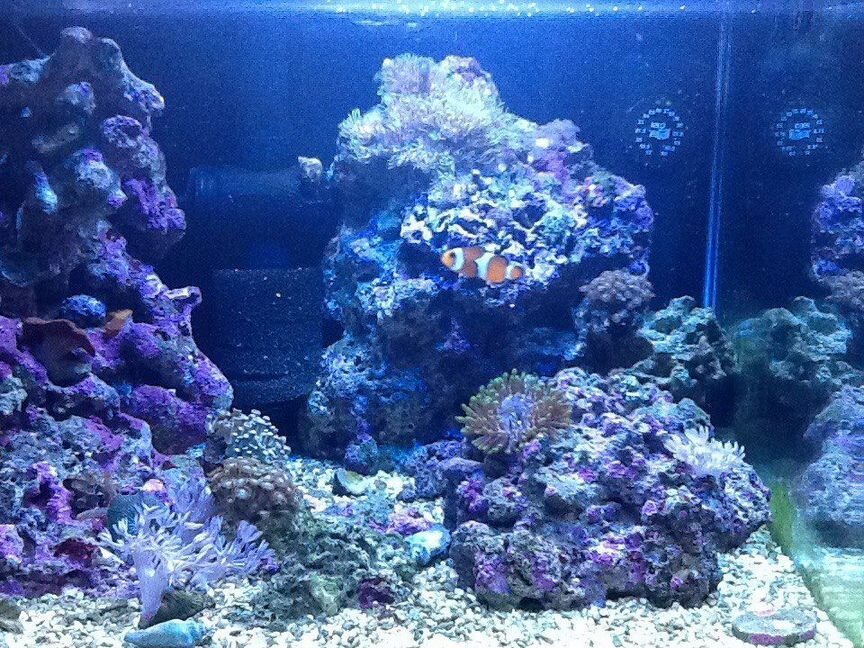 Сухой рифовый камень скр для морского аквариума