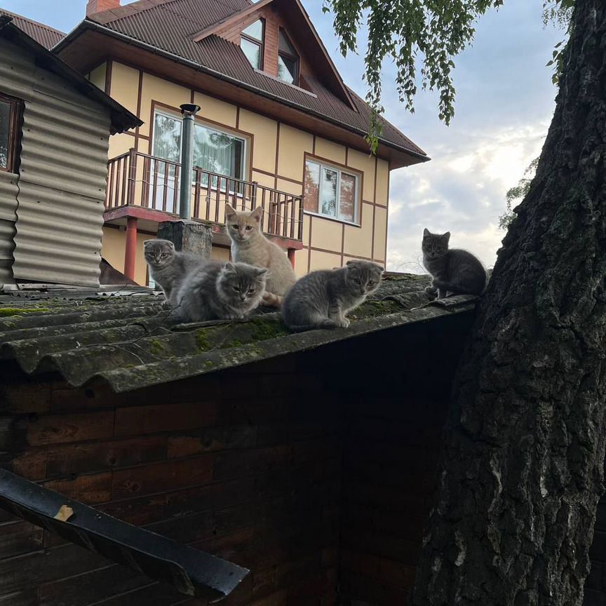 Котята пушистые и вислоухие