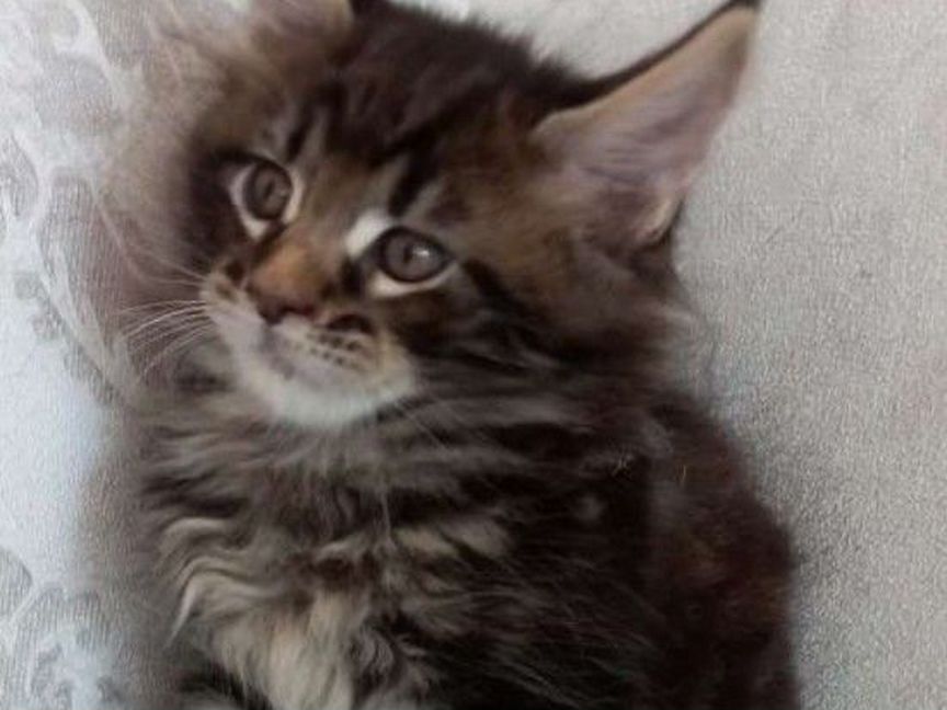 Великан в твою семью