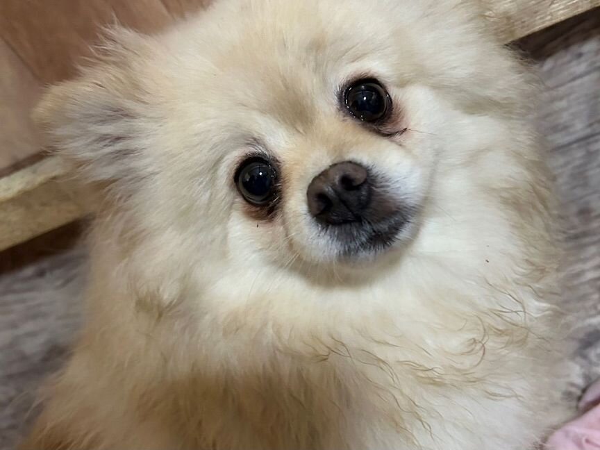 Шпиц девочка