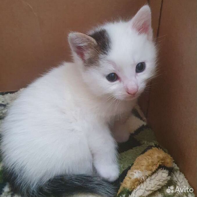 Котята турецкой ангоры