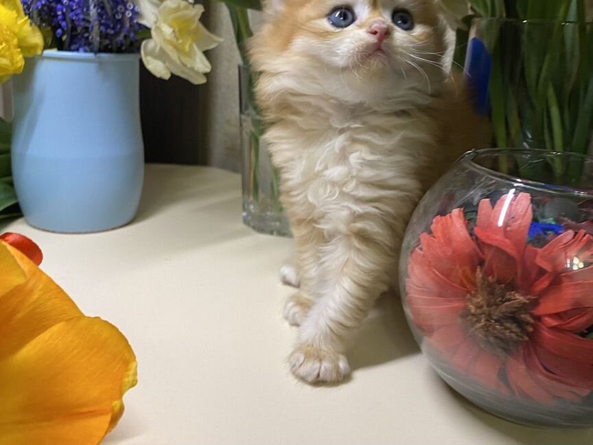 Золотые шиншиллы котята