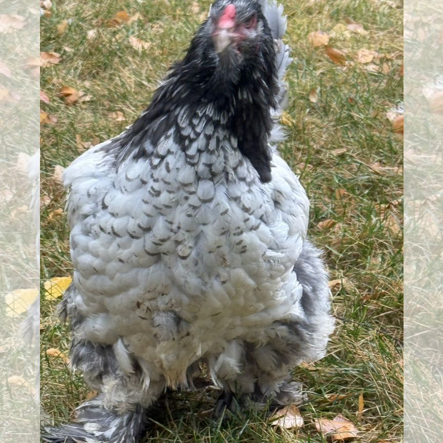 Инкубационное яйцо кур брама