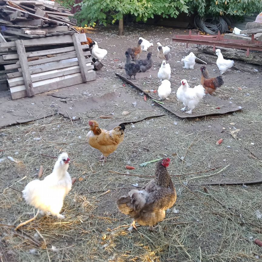 Китайские шелковые куры