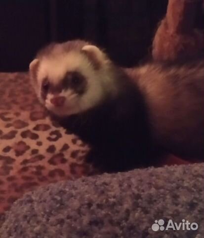 Хорек(Вязка)