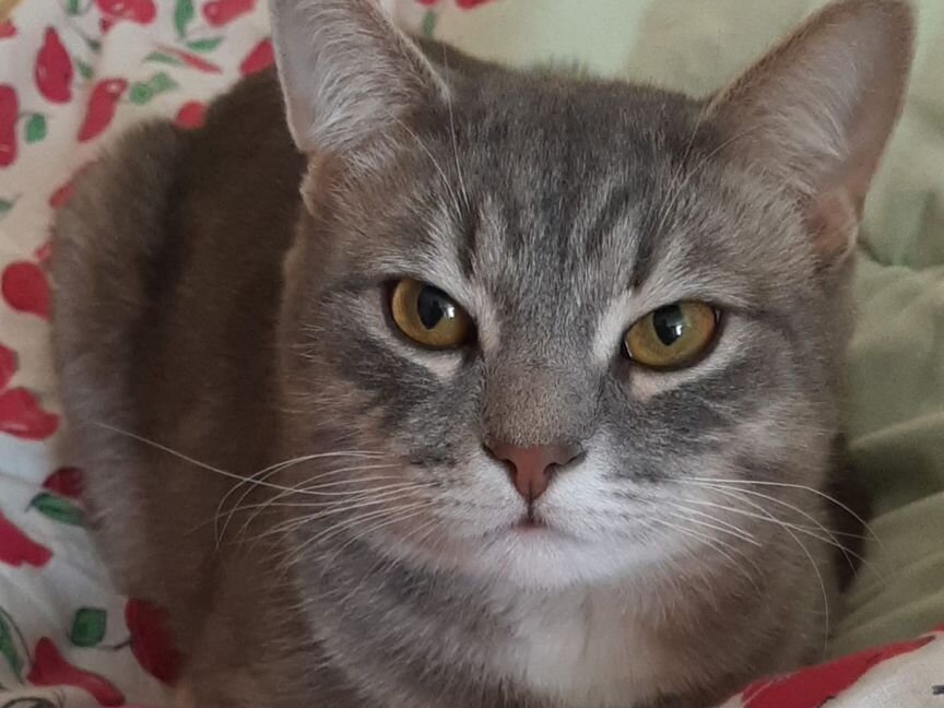Британский кот Том, ловит мышей