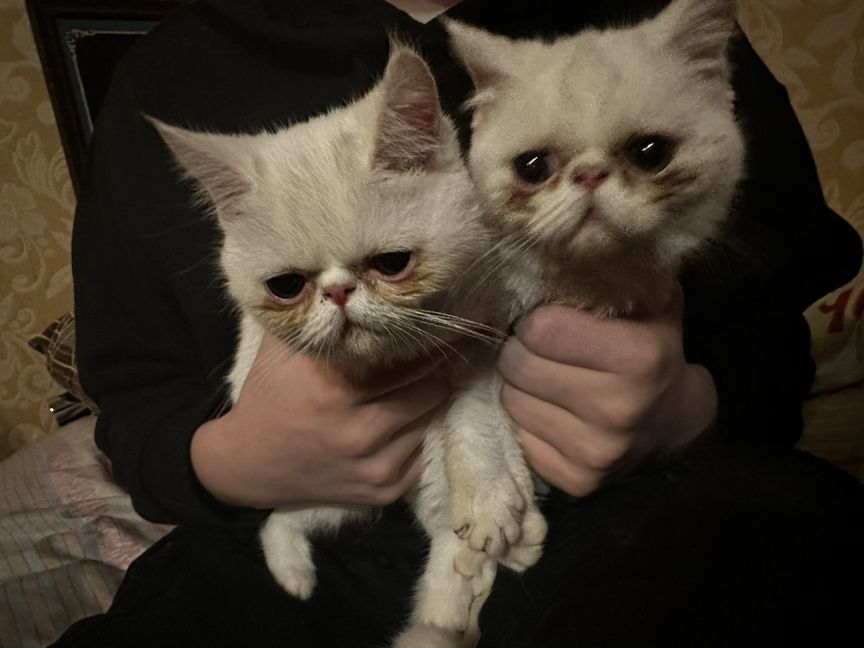 Экзотическая