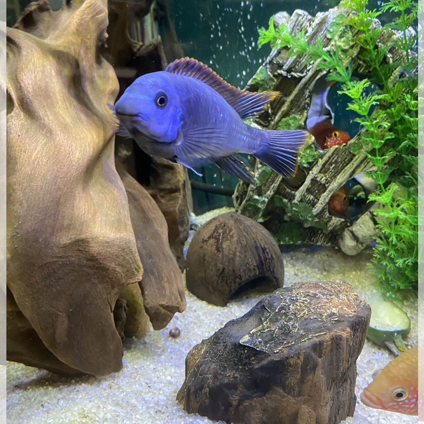 Цихлиды:Кимпума Рэд,Тумби вест,Найерери