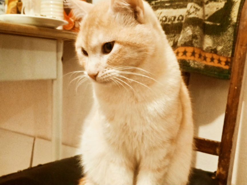 Привет, Джони