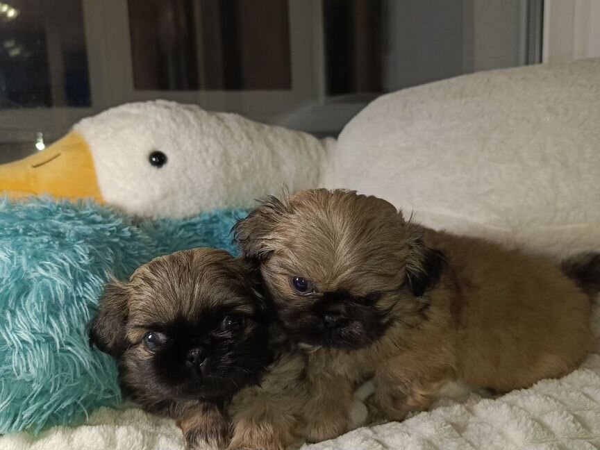 Щенки пекинесы