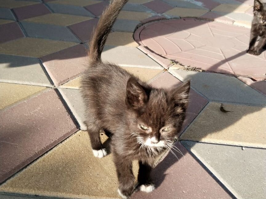 Котики мальчики