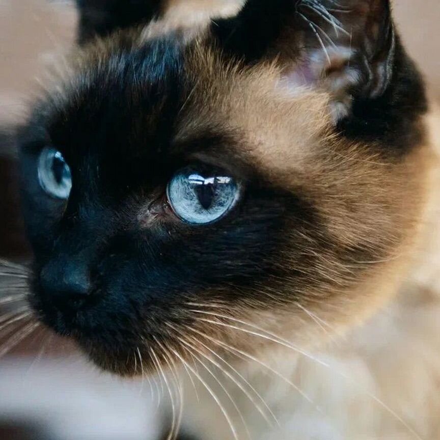 Сиамская кошечка из приюта бесплатно в добрые руки