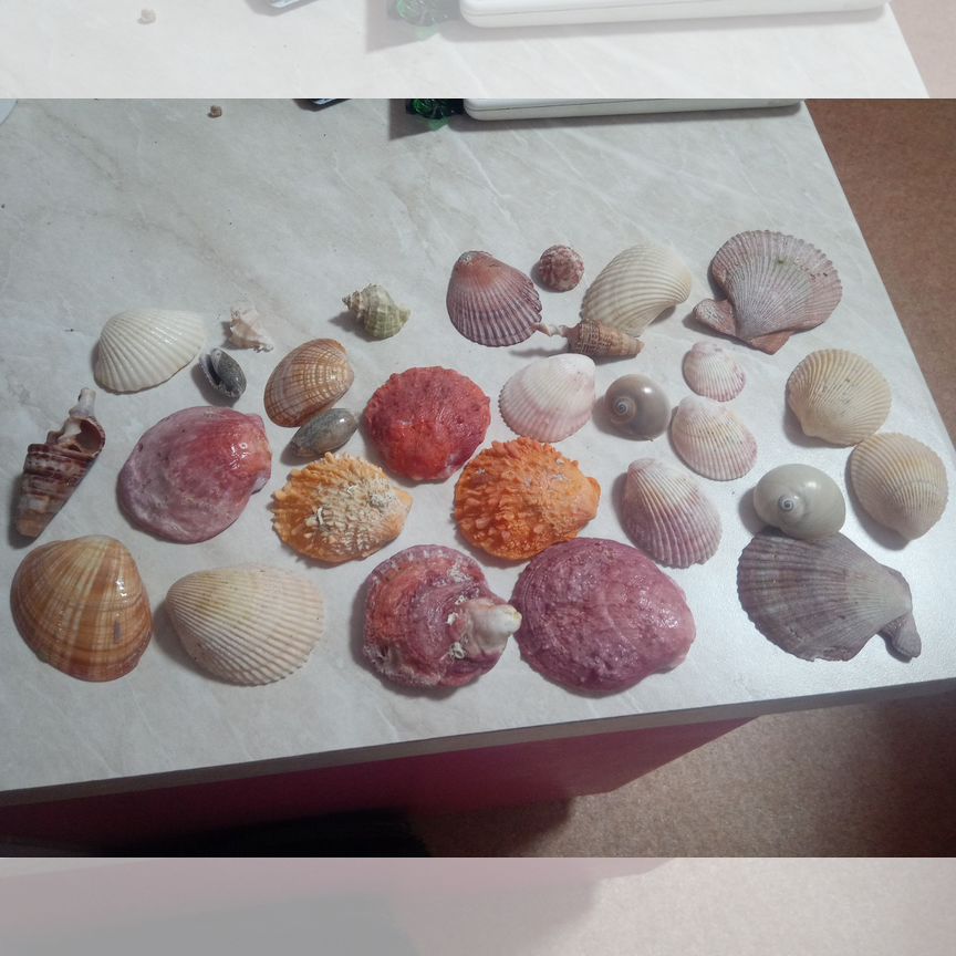 Продам ракушки