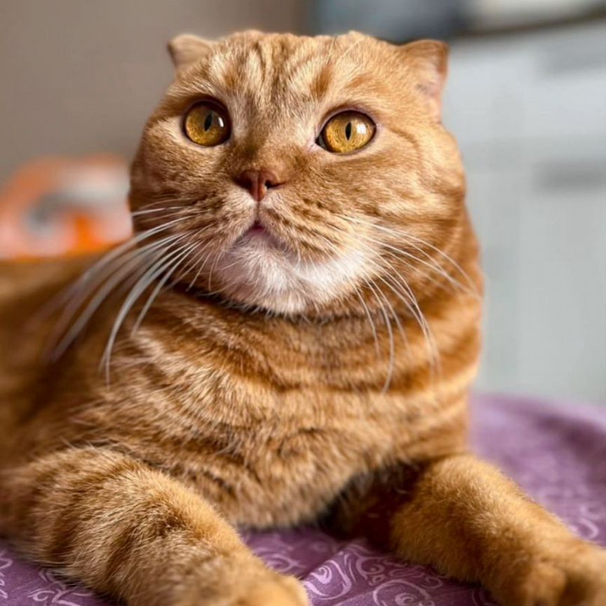 Котик ищет любящую семью